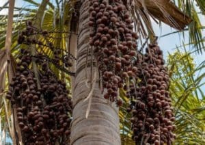 12 Benefícios Do Buriti